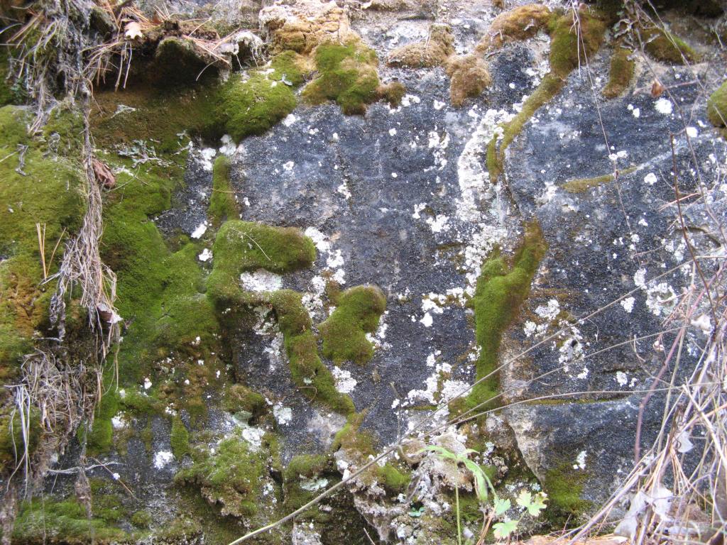 Cutoff Rd + Cty P Lichen Site « KVR Lichens